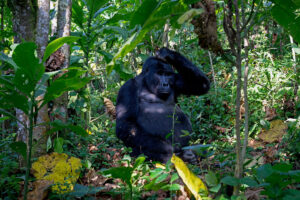 The Heartbreaking Factors Driving Gorilla Poaching in Africa - Gorilla ...