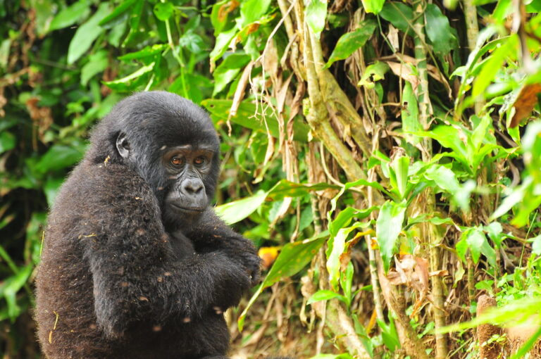 Exploring Baby Gorillas – Names and Traits - Gorilla Trekking Safaris Uganda